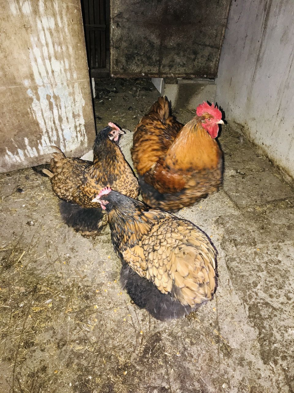 Gaini de rasa, bibilici (picheri), fazani