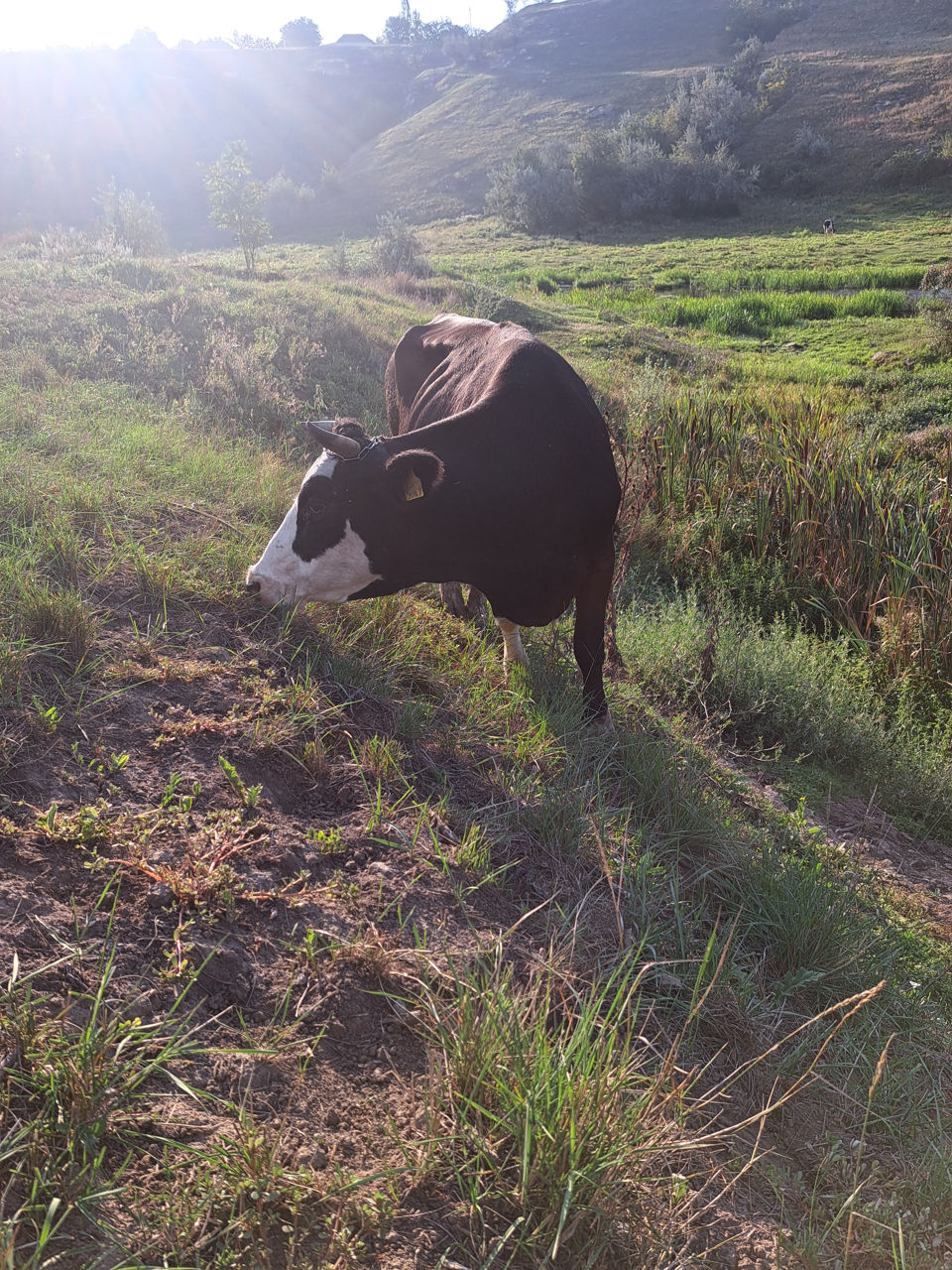 Se vind vaci bune de frupt