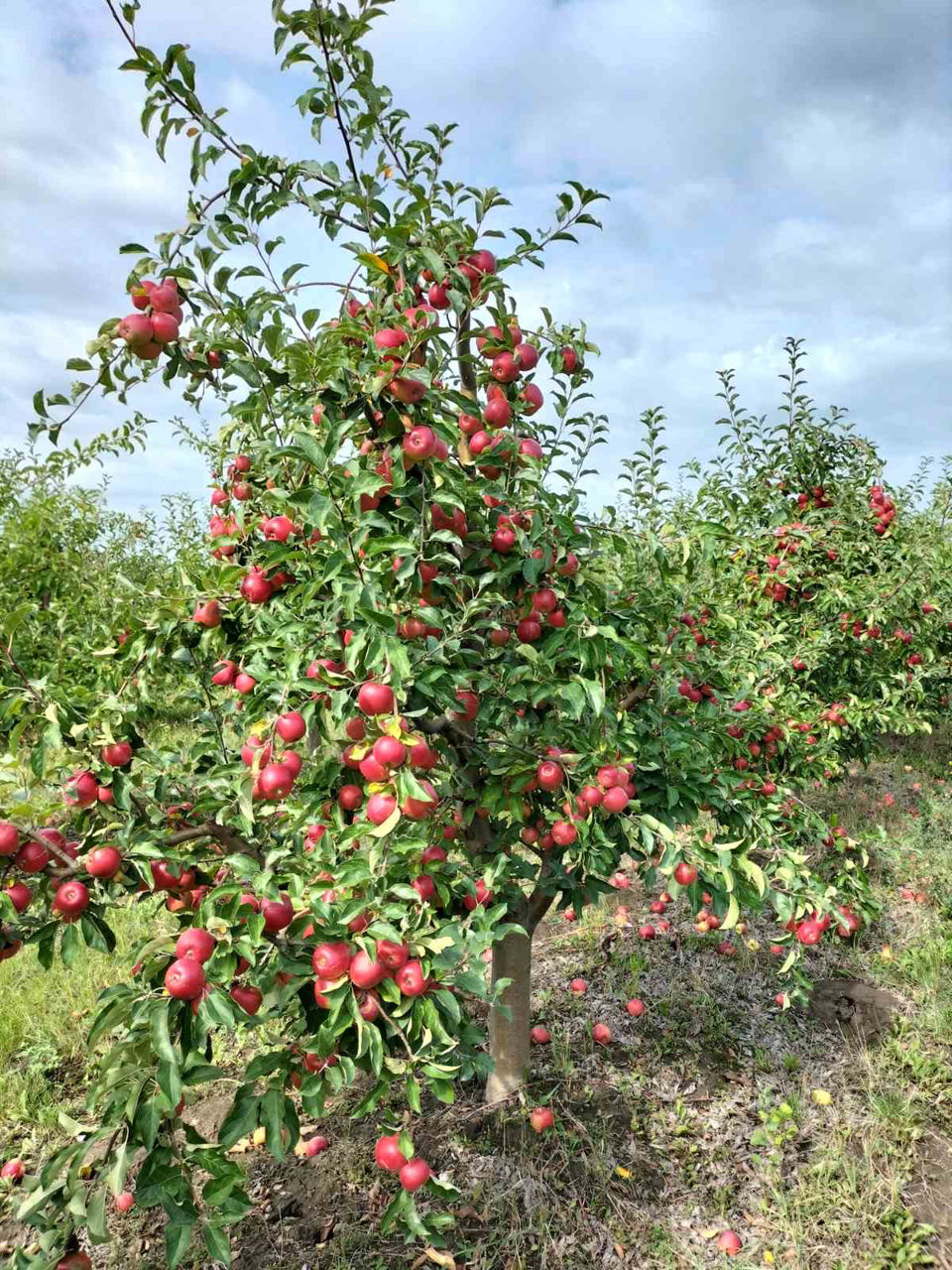 Vindem mere prima!!!