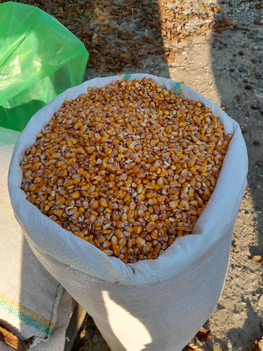 Vind porumb pus in saci 40 kg 4.25 lei kg