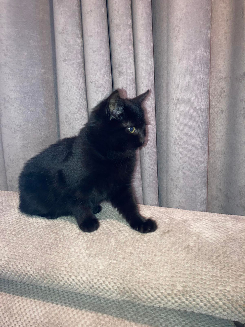 Подарю котёнка