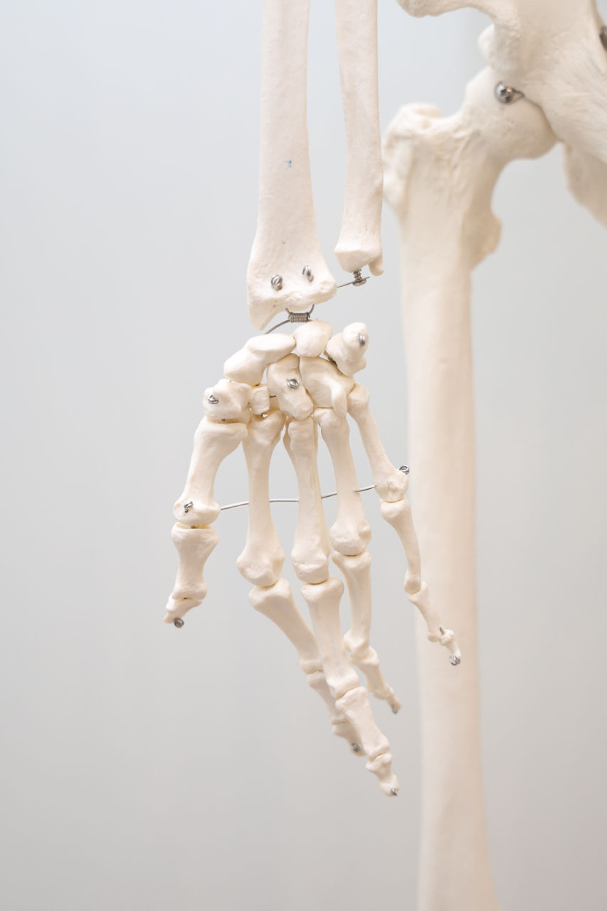 Schelet uman anatomic – mărime naturală (model didactic 3D)
