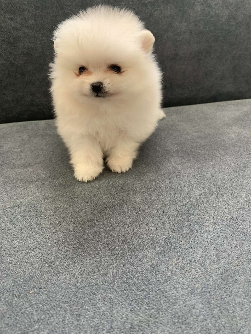 Spitz Pomeranian mini