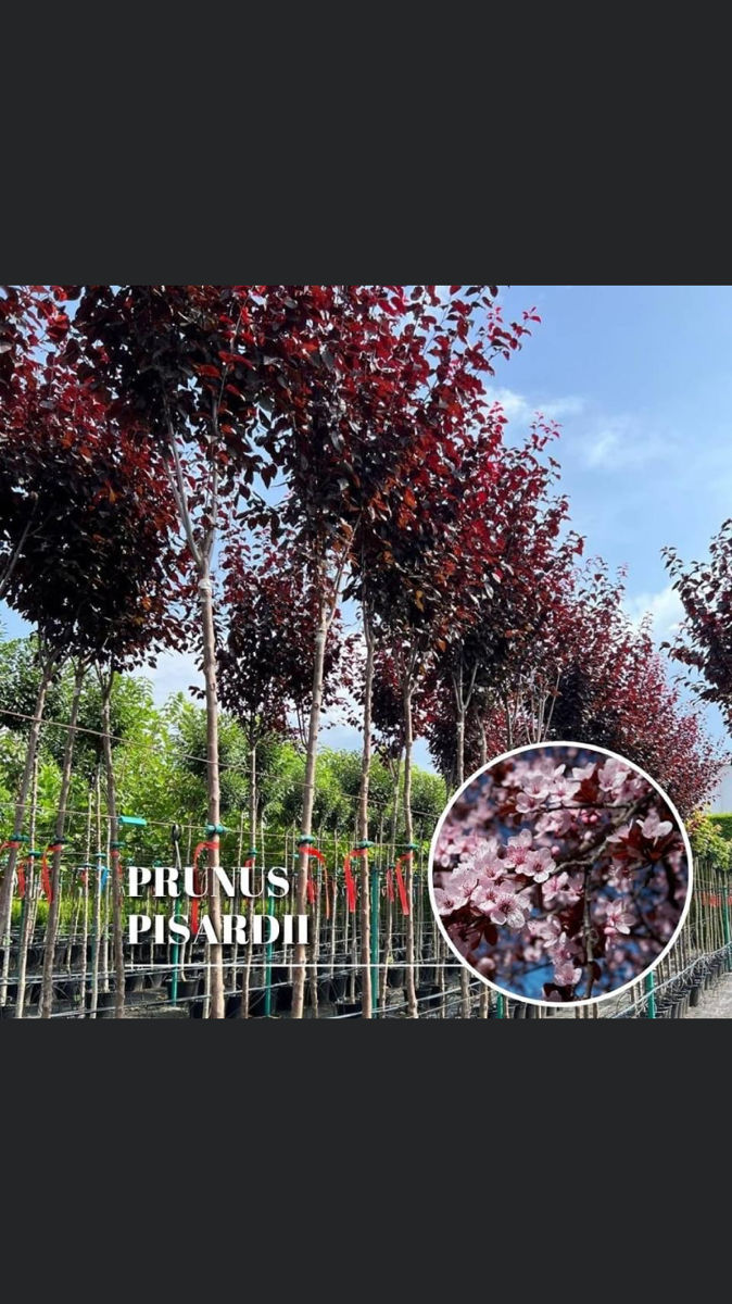 Copaci de Prun Pisardi.Copac cu frunza Rosie