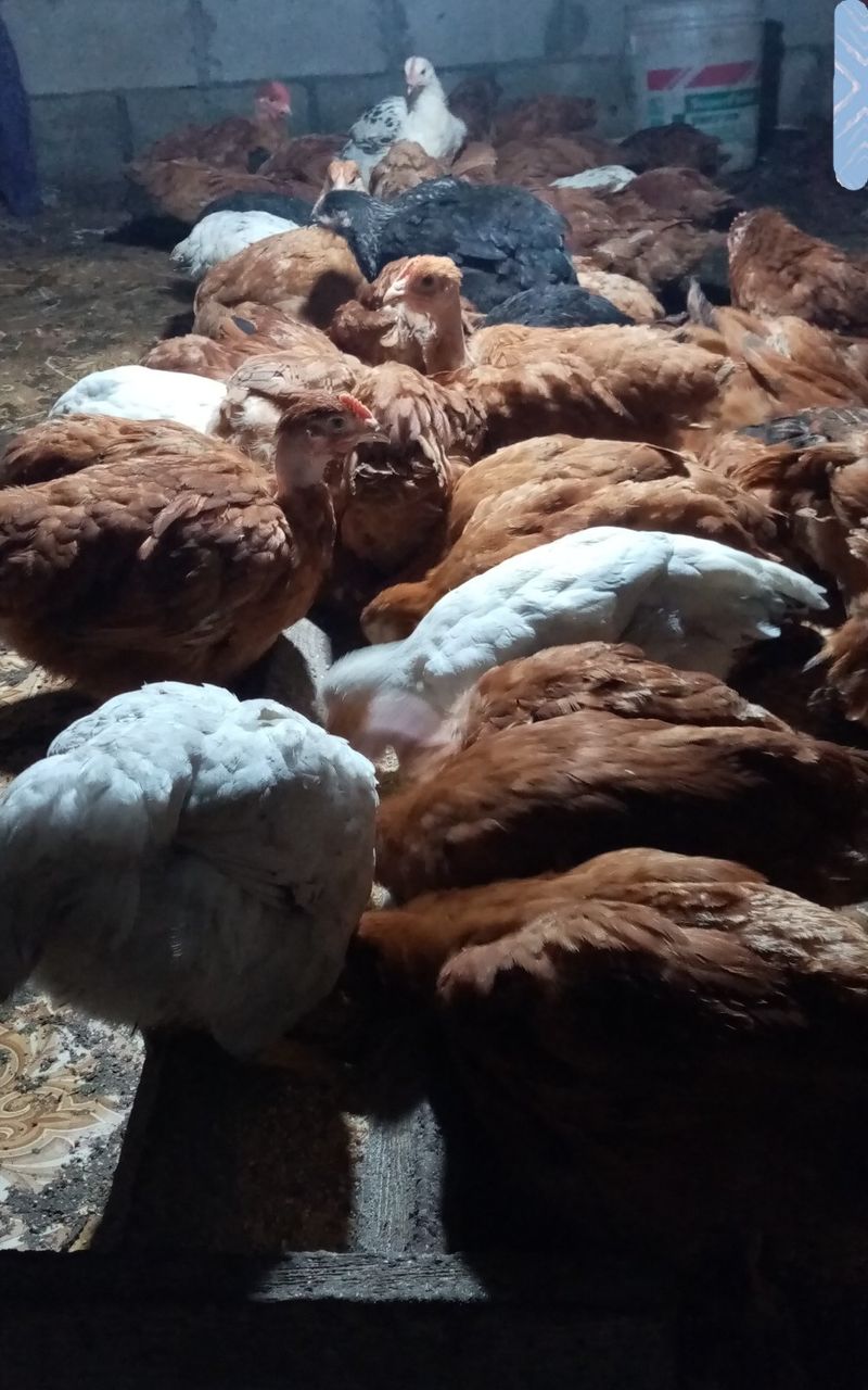 Pui 800g -1100g unguresti - fracez . Livrare gratuita.