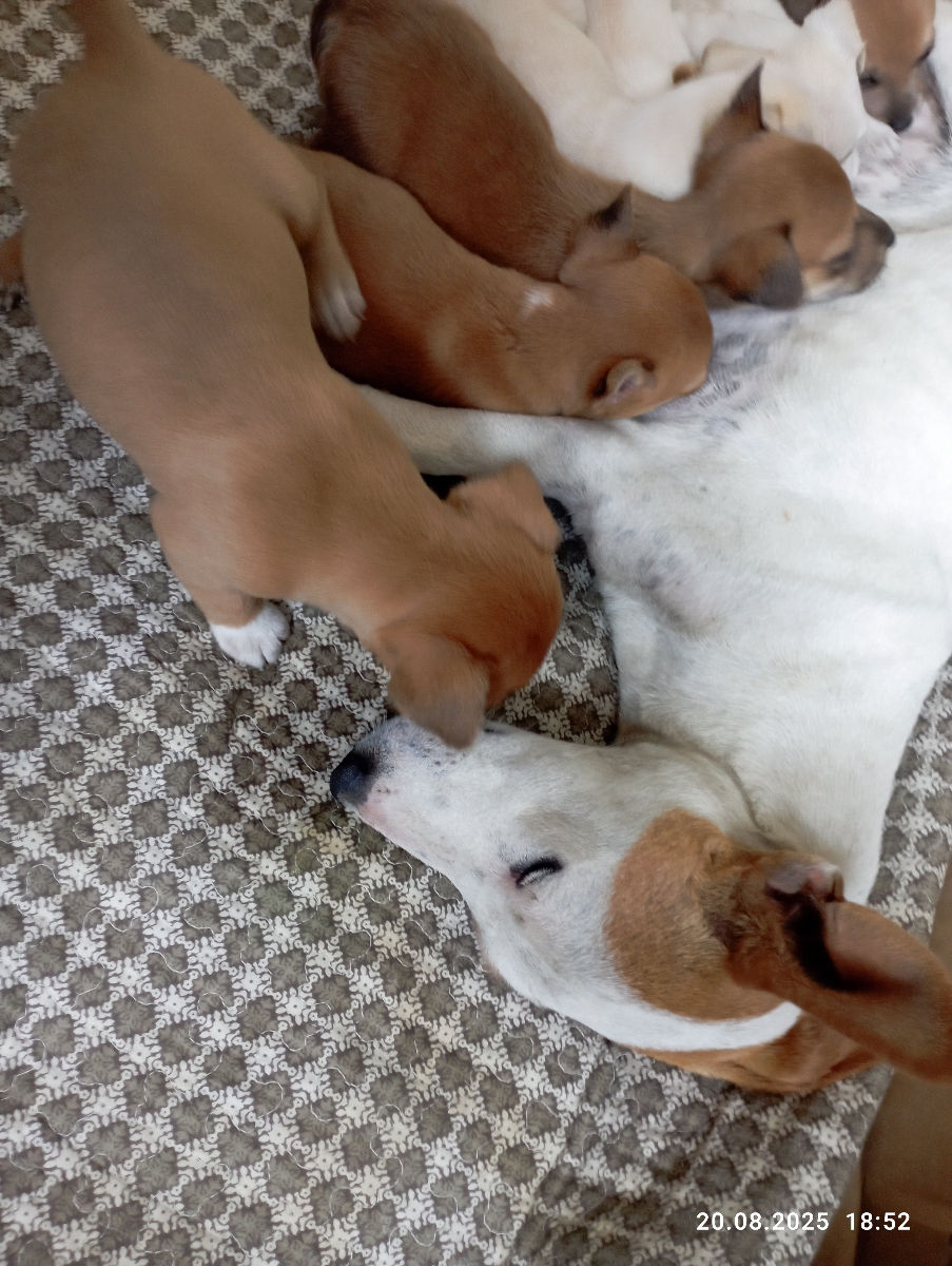 Vindem pui de câine Jack Russel