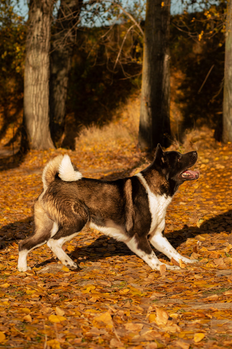 Gata de împerechere Akita American