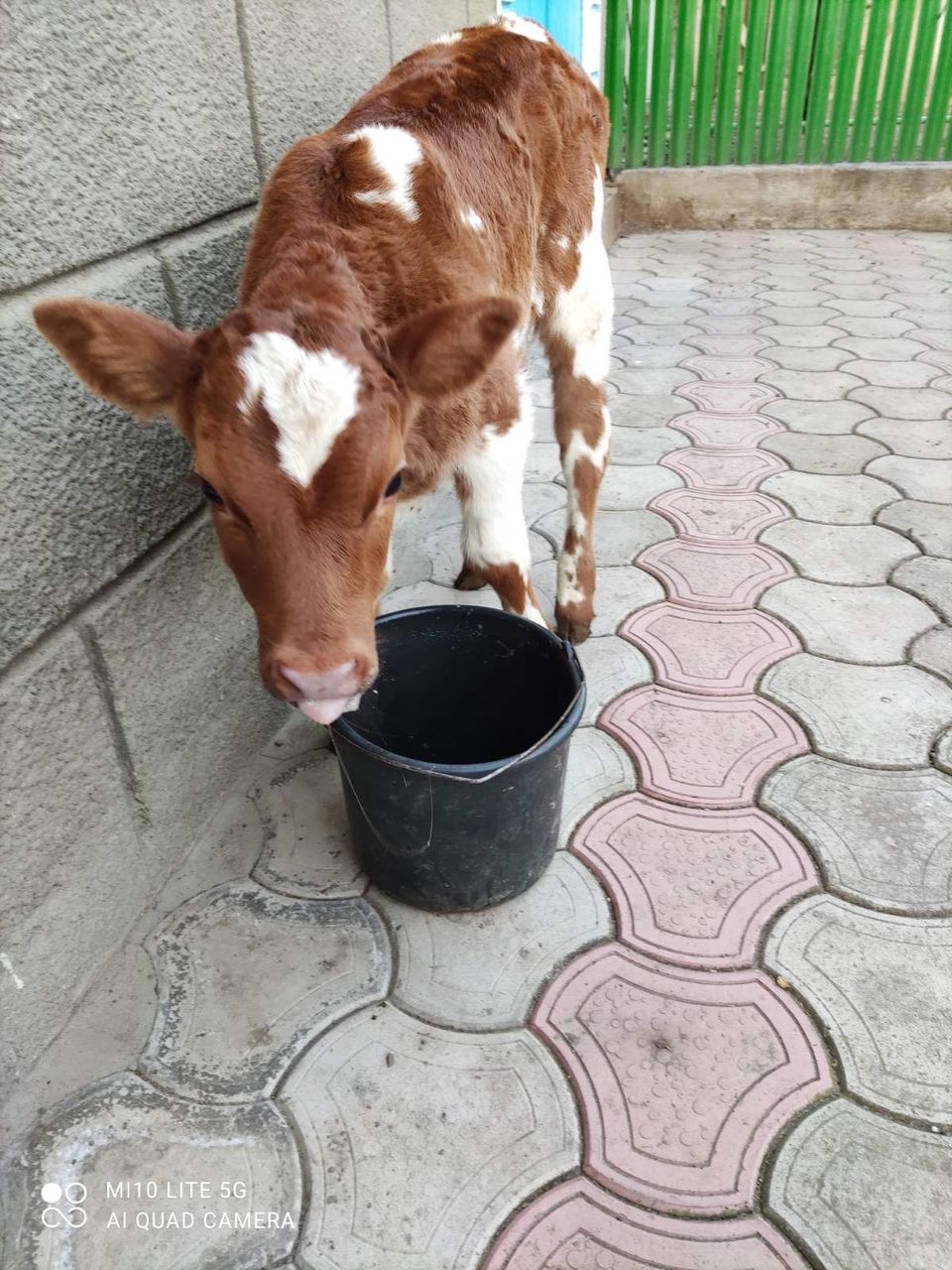 se vinde vitica de 15 zile din vaca buna.