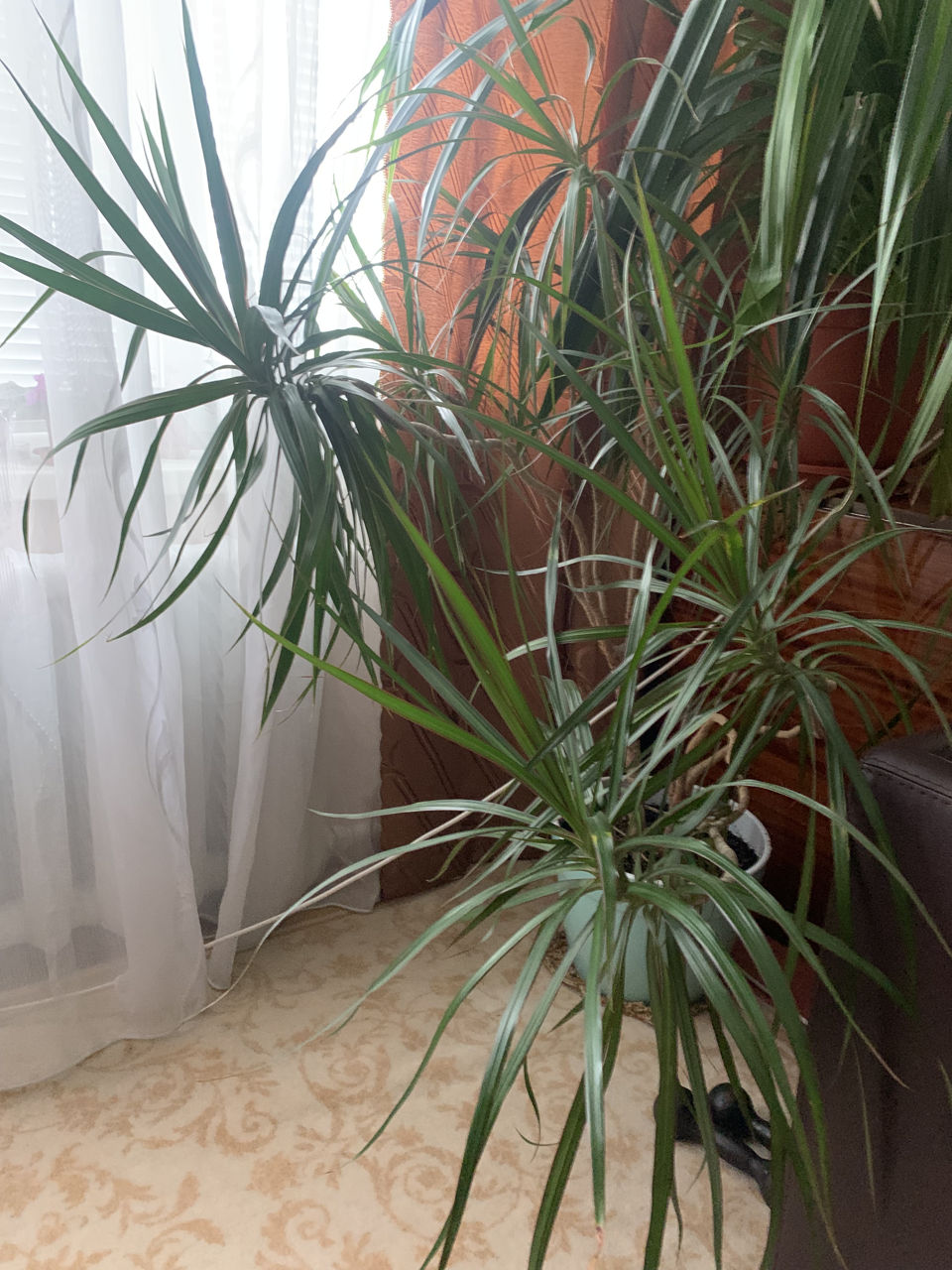 Vind plante de camera