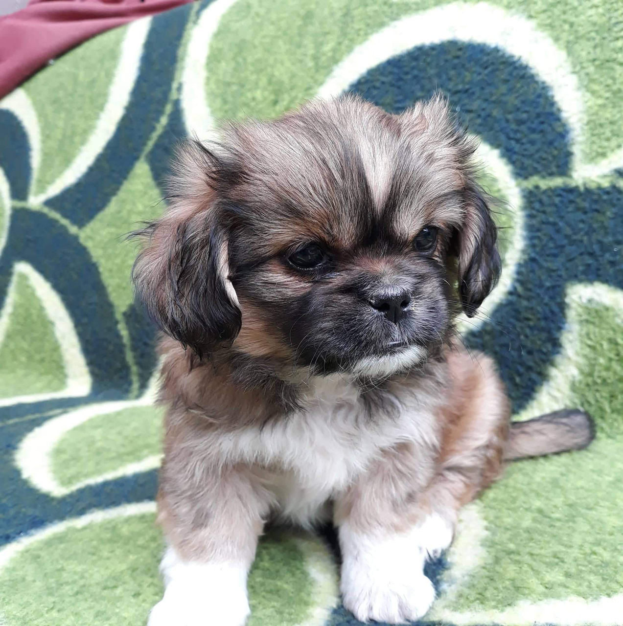 Vând pekinez imperial