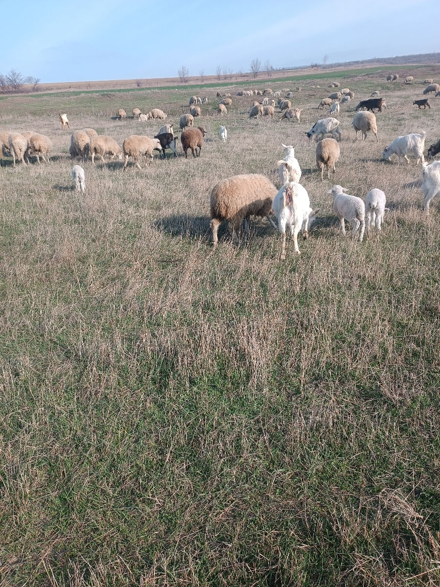 Продам 10 козы