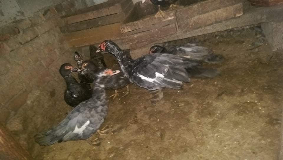 Bibilici, picheri, tatarci si rate mute