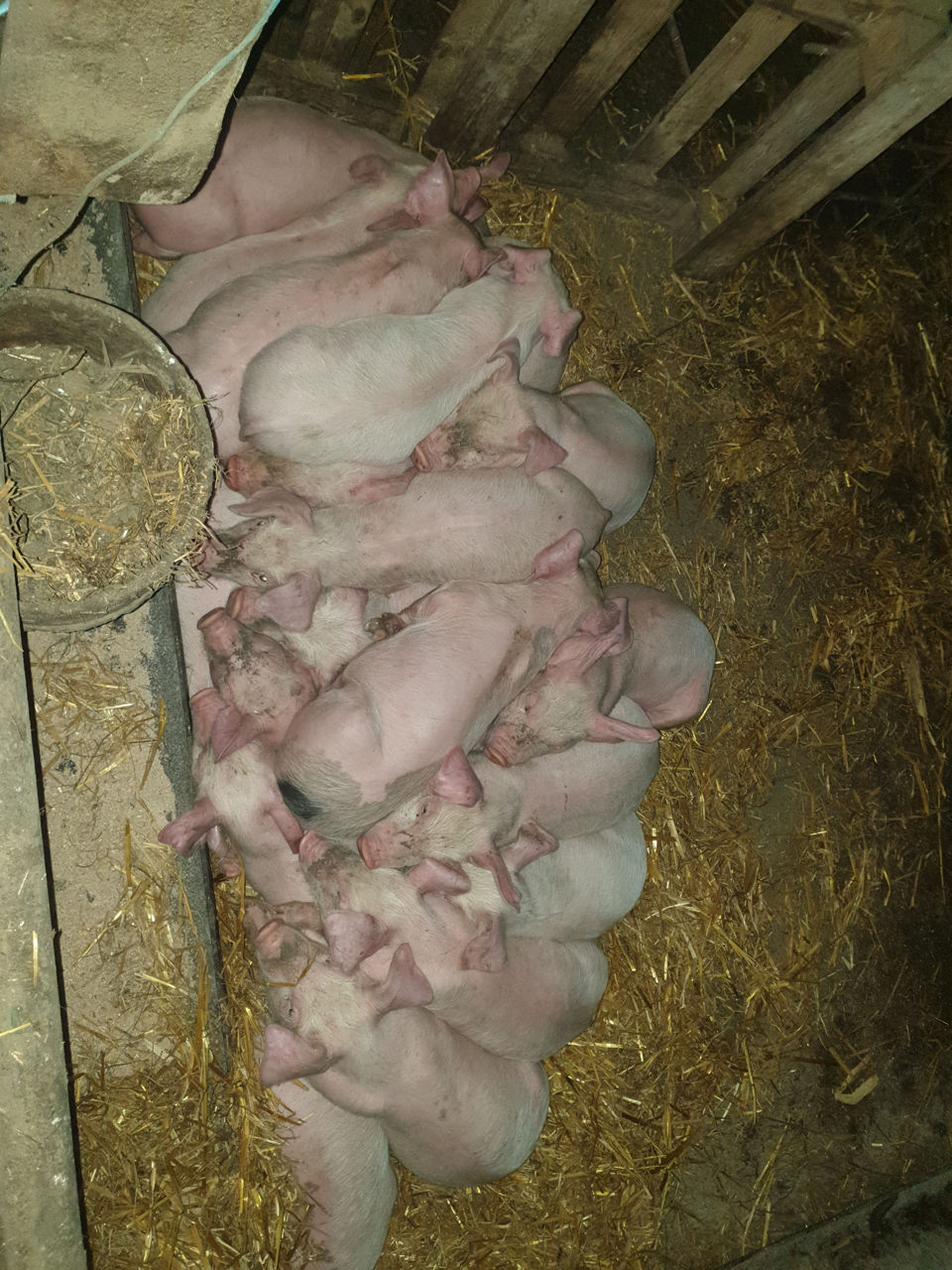 Purcei de diferite mărimi