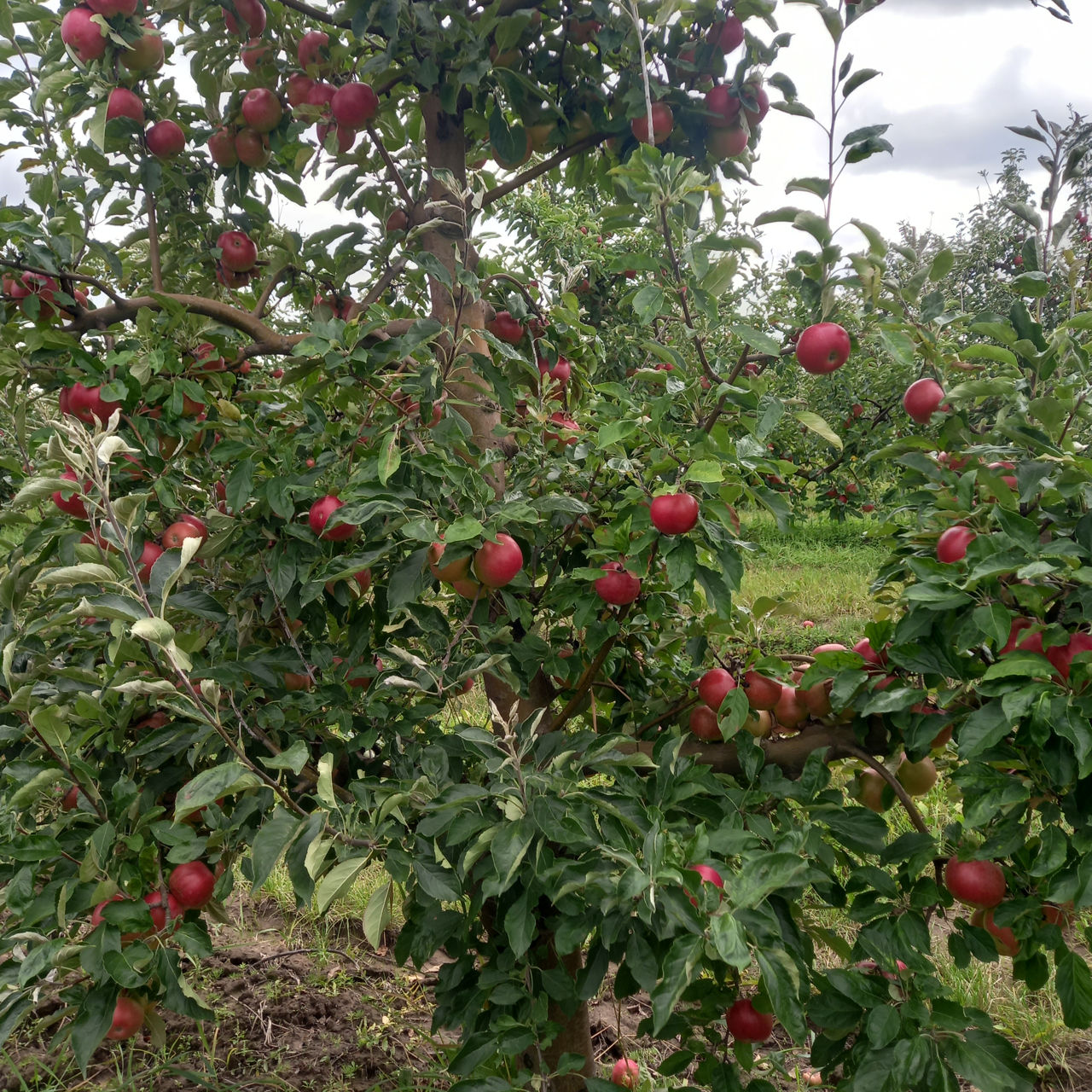 Mere Aidaret, Florina si Janagold.