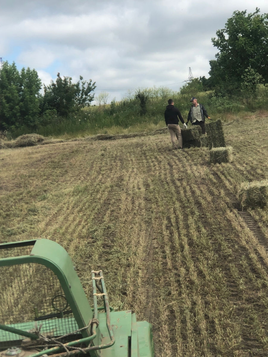 Lucerna cu iarba 50/50