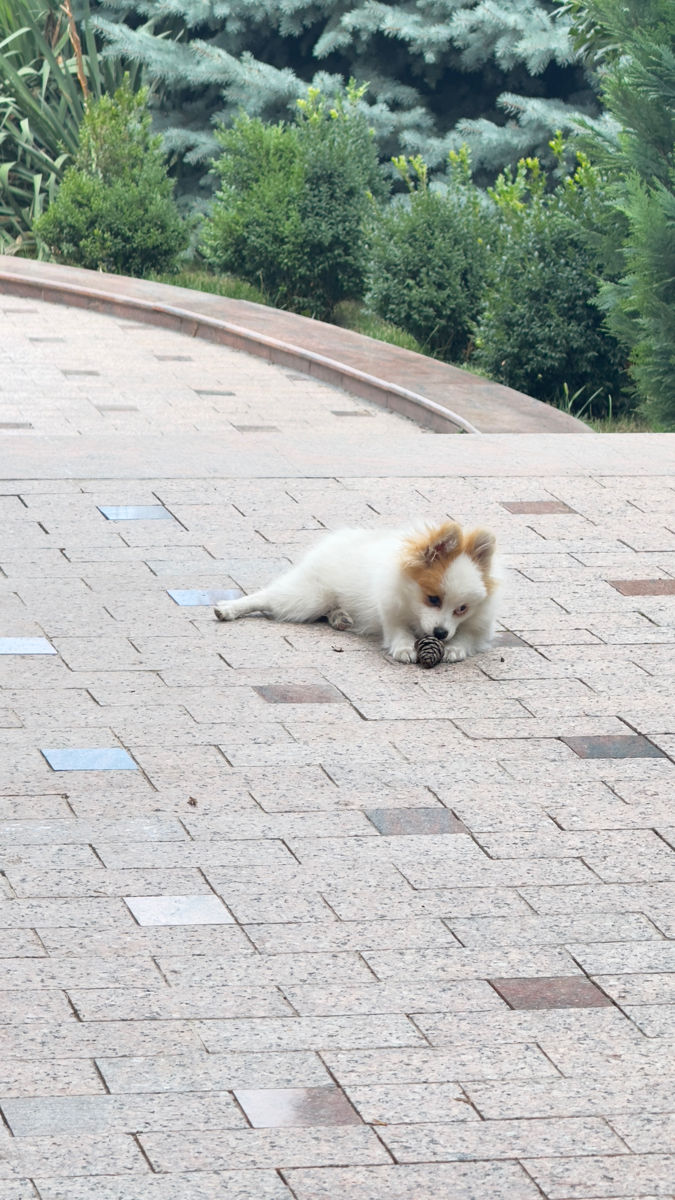 Spitz băiat culoarea alb cu pete camel și fetița culoarea negru cu bej ...