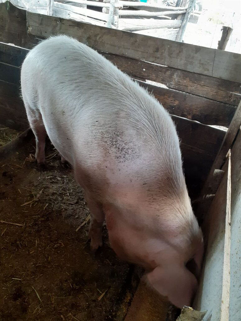 Vind porc crescutin conditii de casa