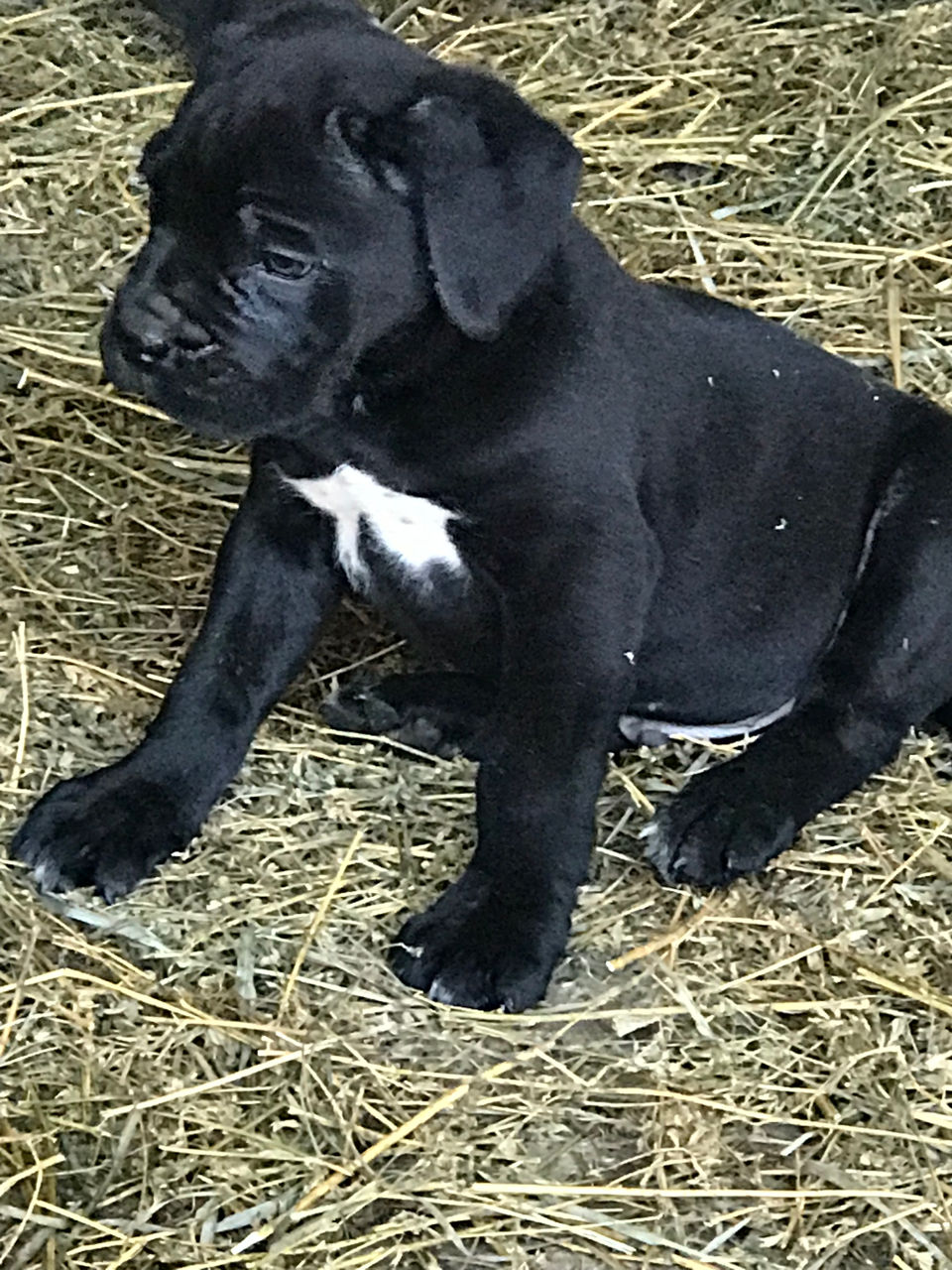 Щенки Cane-corso