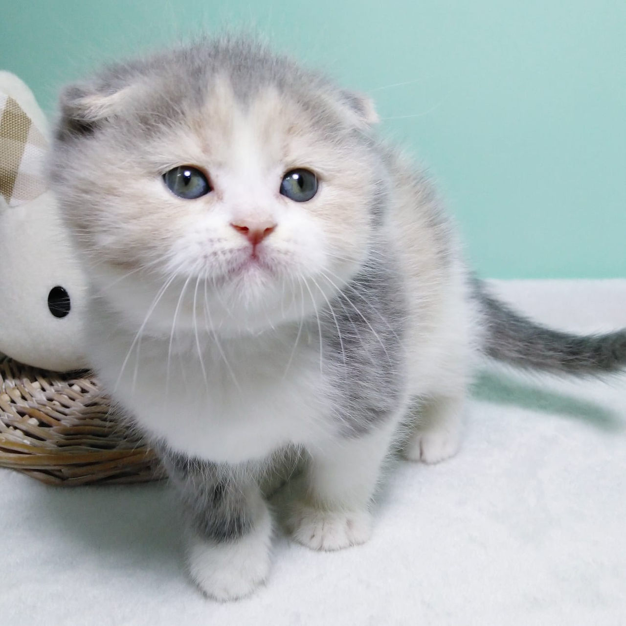 Scottish calico diluito