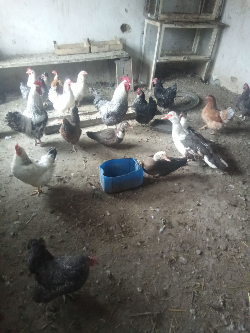 vind 3 rate mute si un ratoi