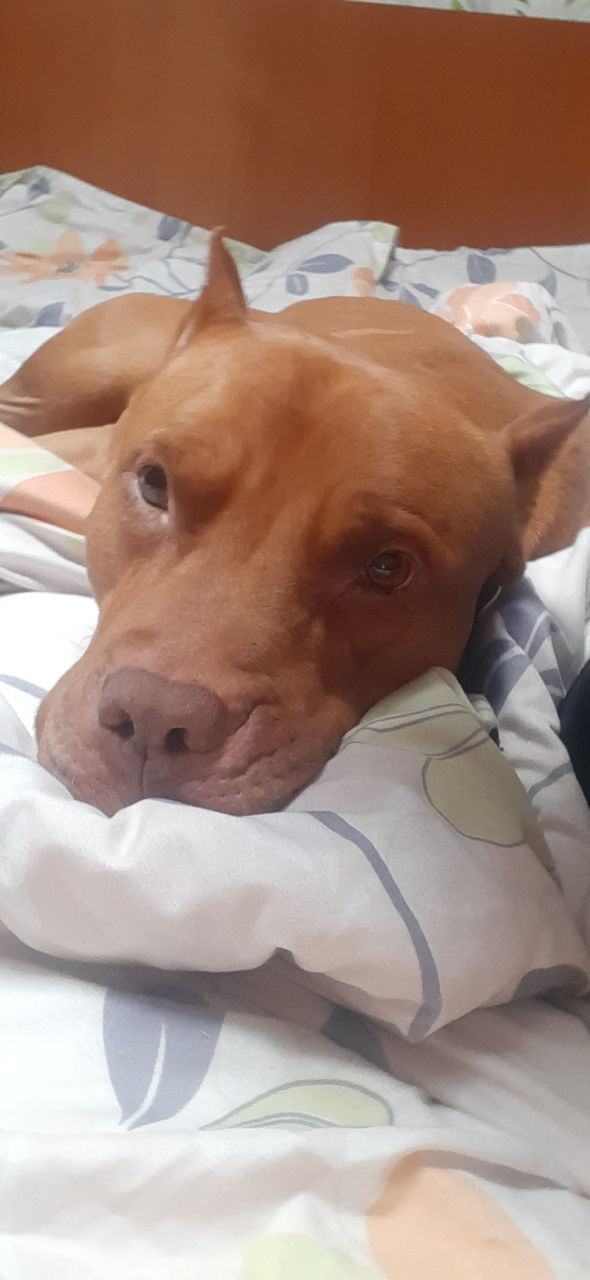 Pit-bull ( la imperechere )