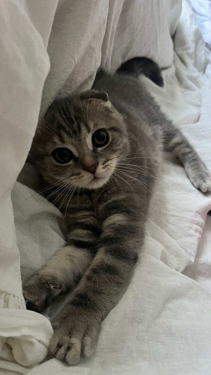 Se vind doi pisoiasi Scotish