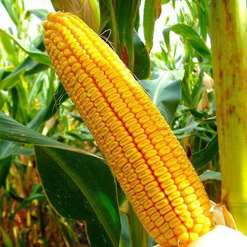 cumpar porumb 40 t. BANII PE LOK