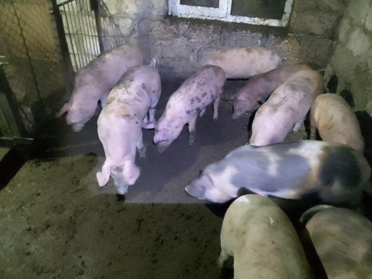 Vind purcei de 30-70 kg