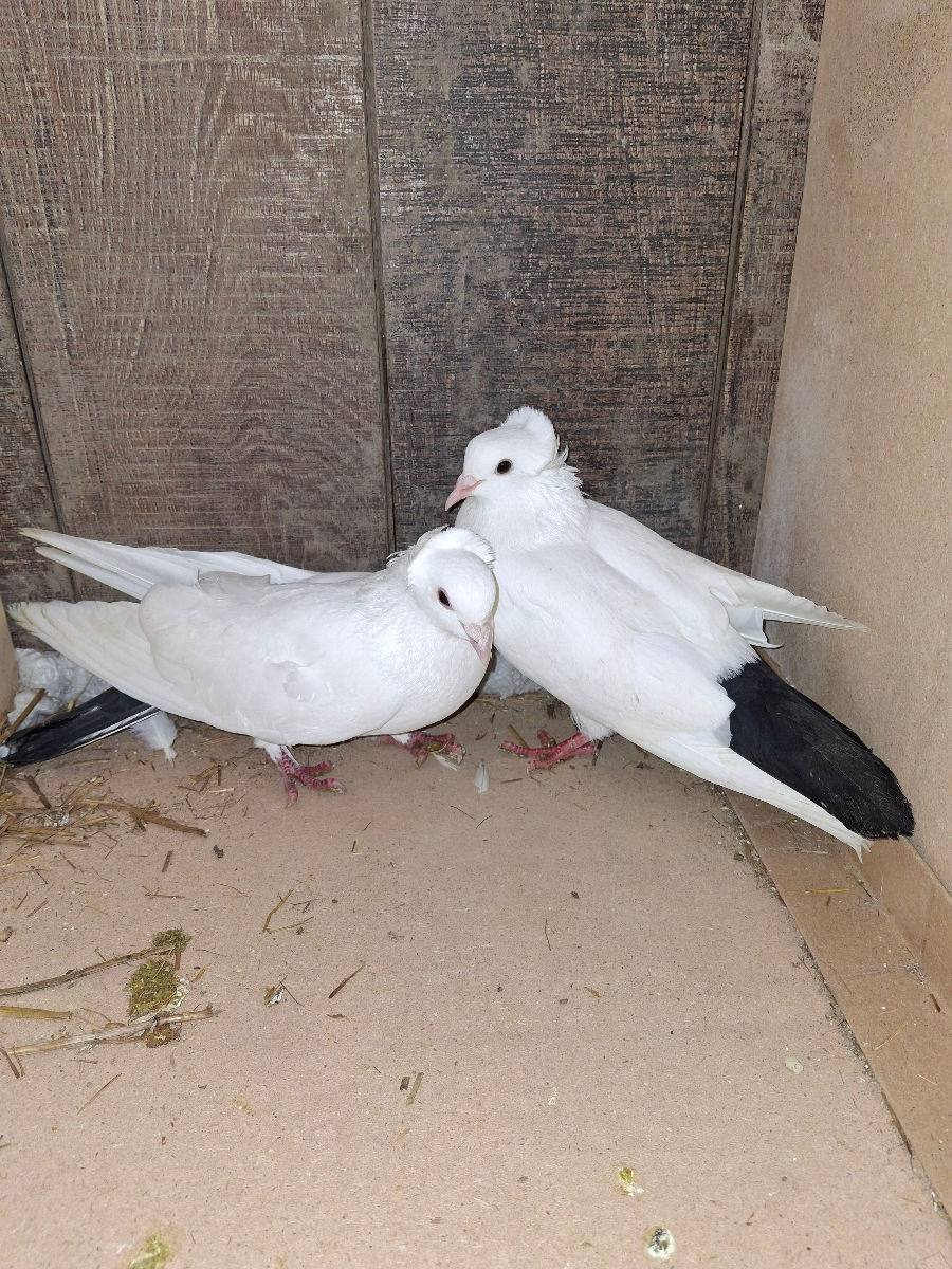 vînd posibil schimb