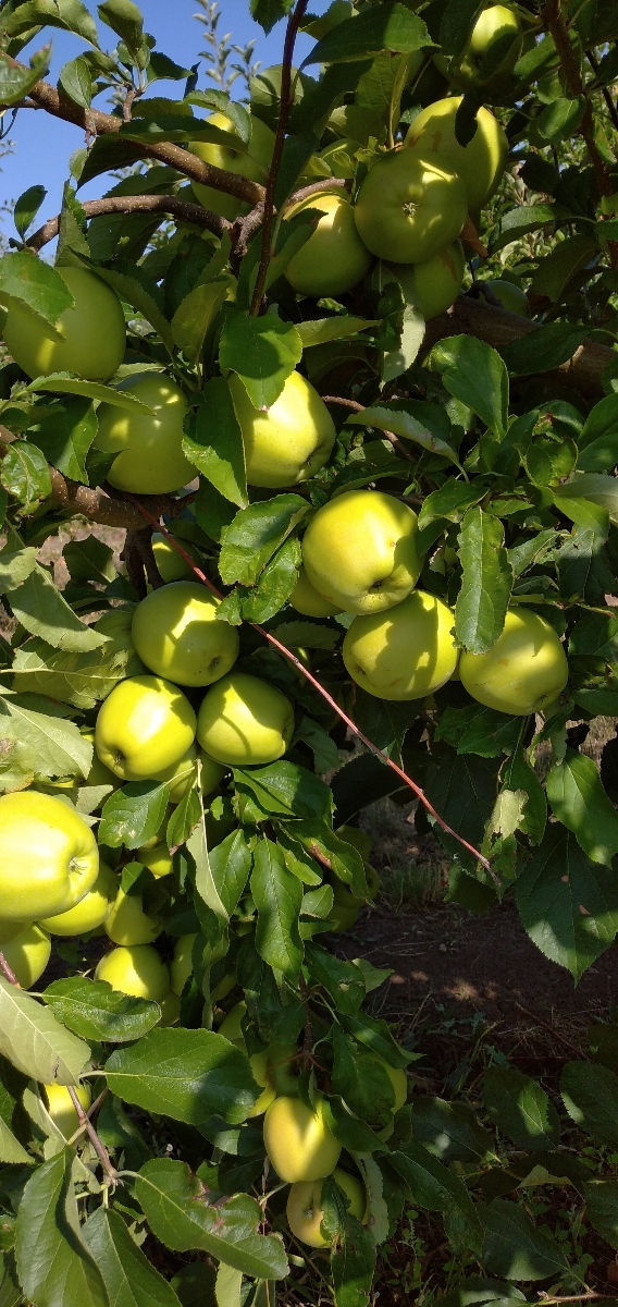 Vindem mere Golden Delicios, Starcrinsom, Aidared.