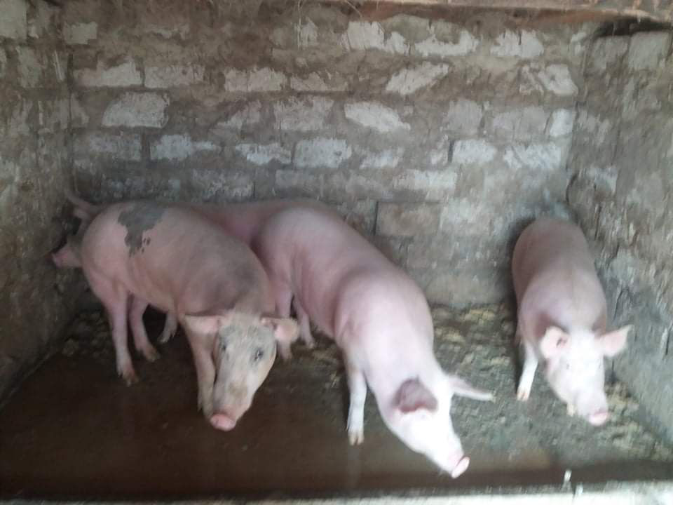 Se vind 2 porci de 180 kg se poate si jumate de porc