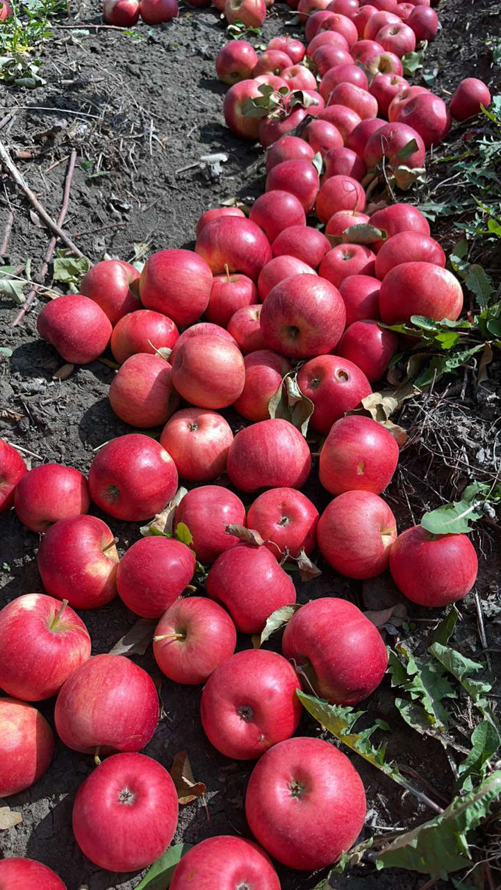 Vindem mere Cempion,Simerenco,Penova,Florina,Idaret pentru export și la bus