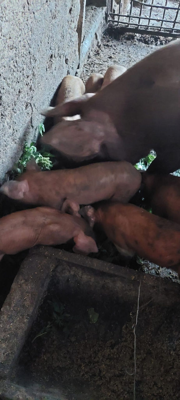 Vind purceluși rasa de carne mă încă tot ce le dai