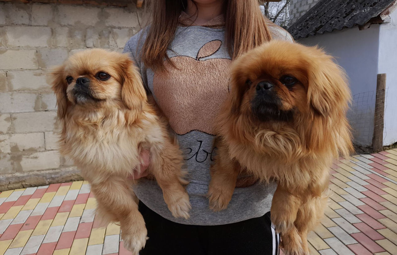 Câine pekinez imperial