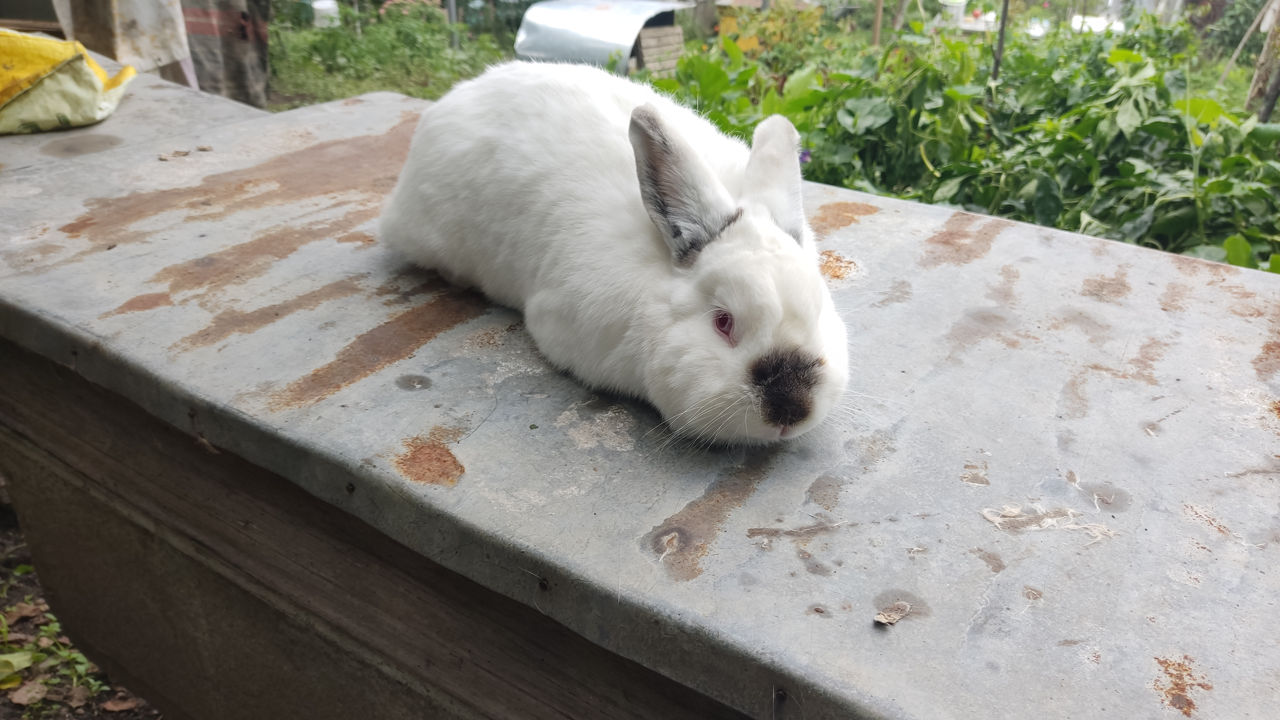 Vind mascul California lucrator