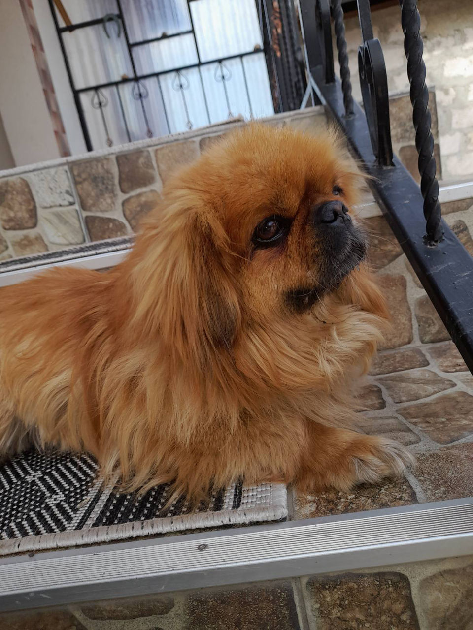 Câine pekinez imperial