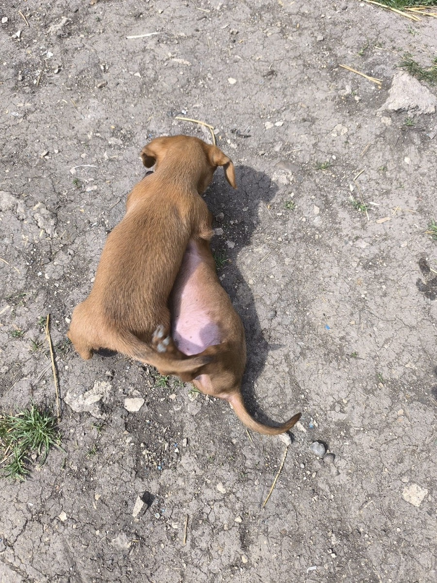 Vind catei de taxa cateii au o luna