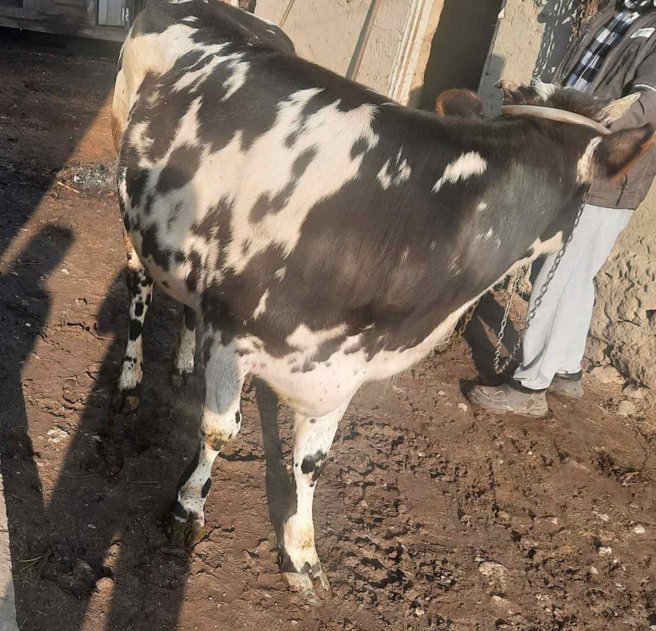 Se vinde Vaca si Vitica