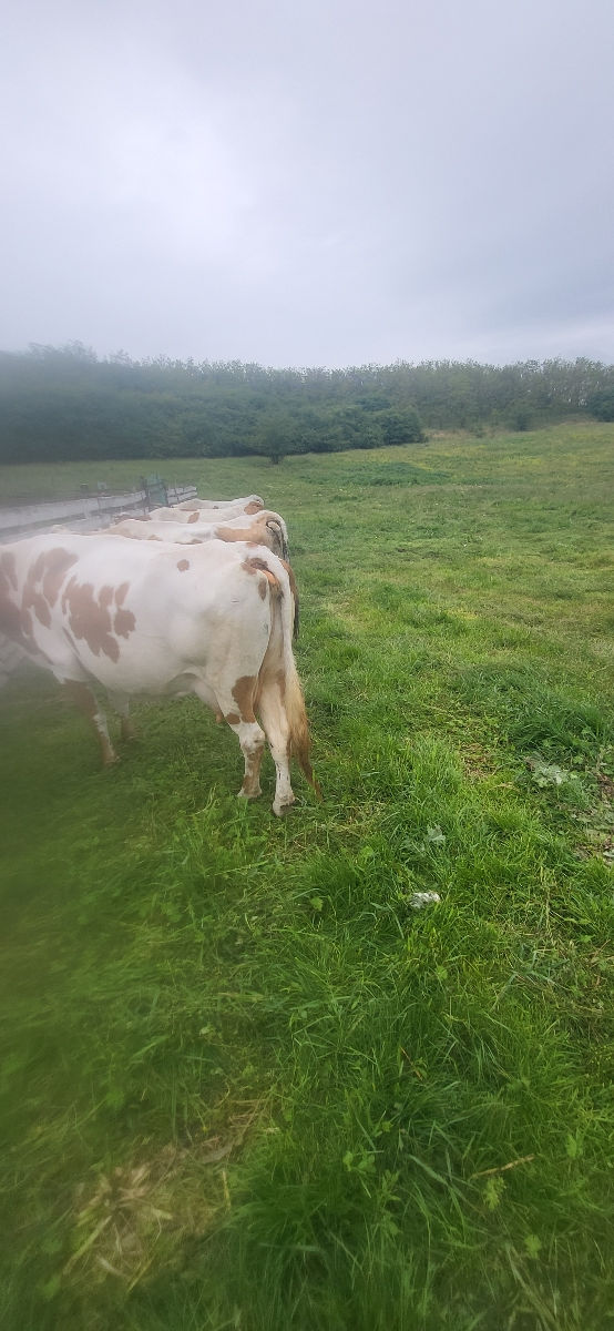 Vind vaci fatate si dea fata