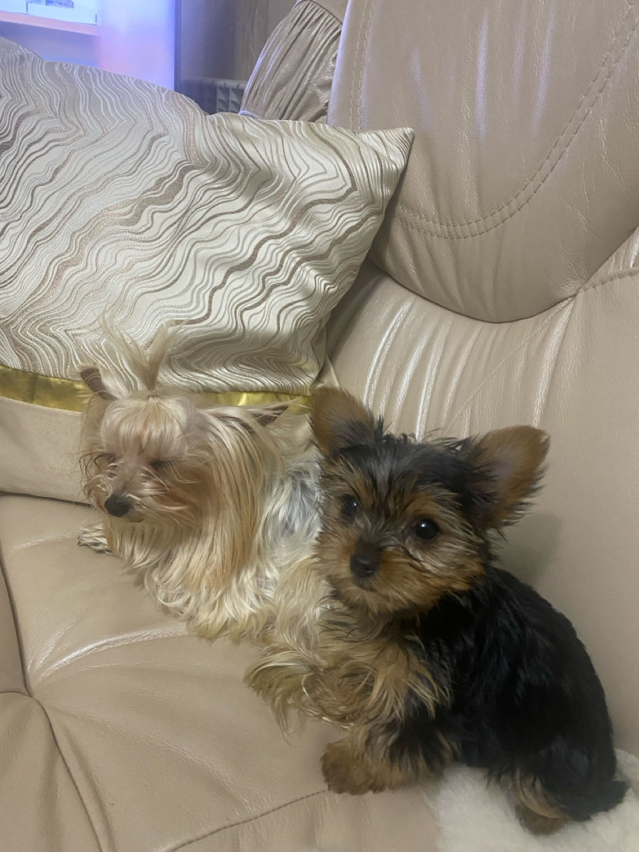 Vindem un cățeluș MINi York