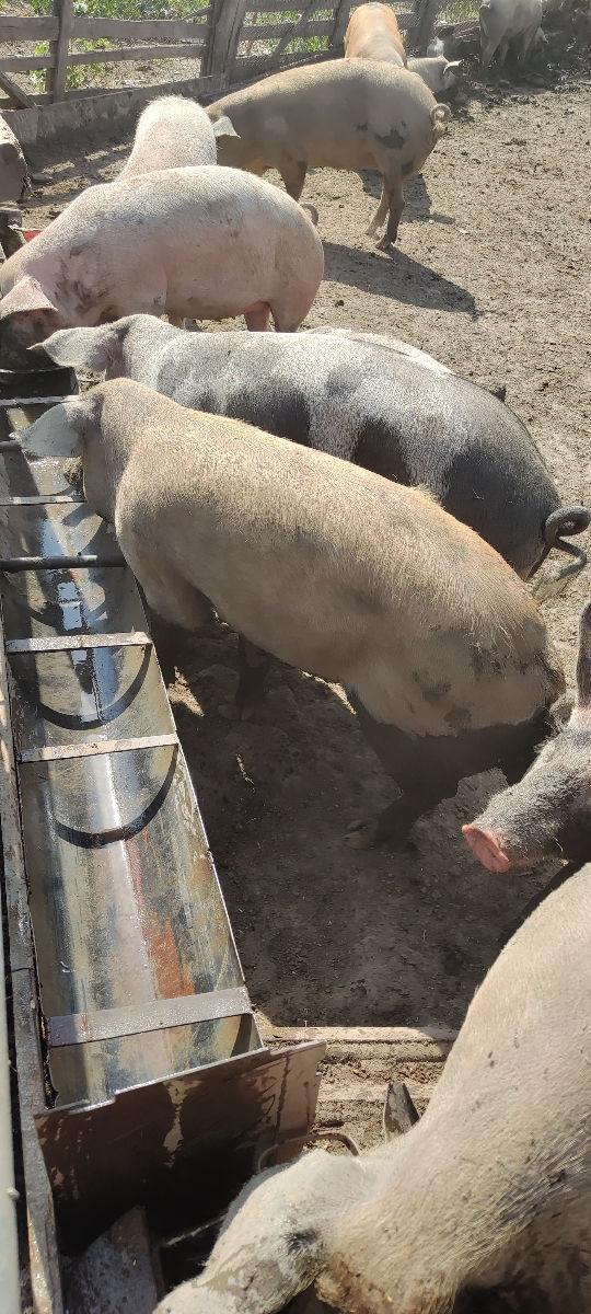 Vindem porci de carne