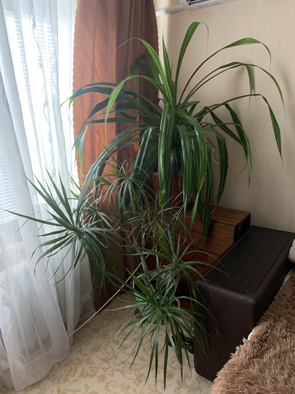Vind plante de camera