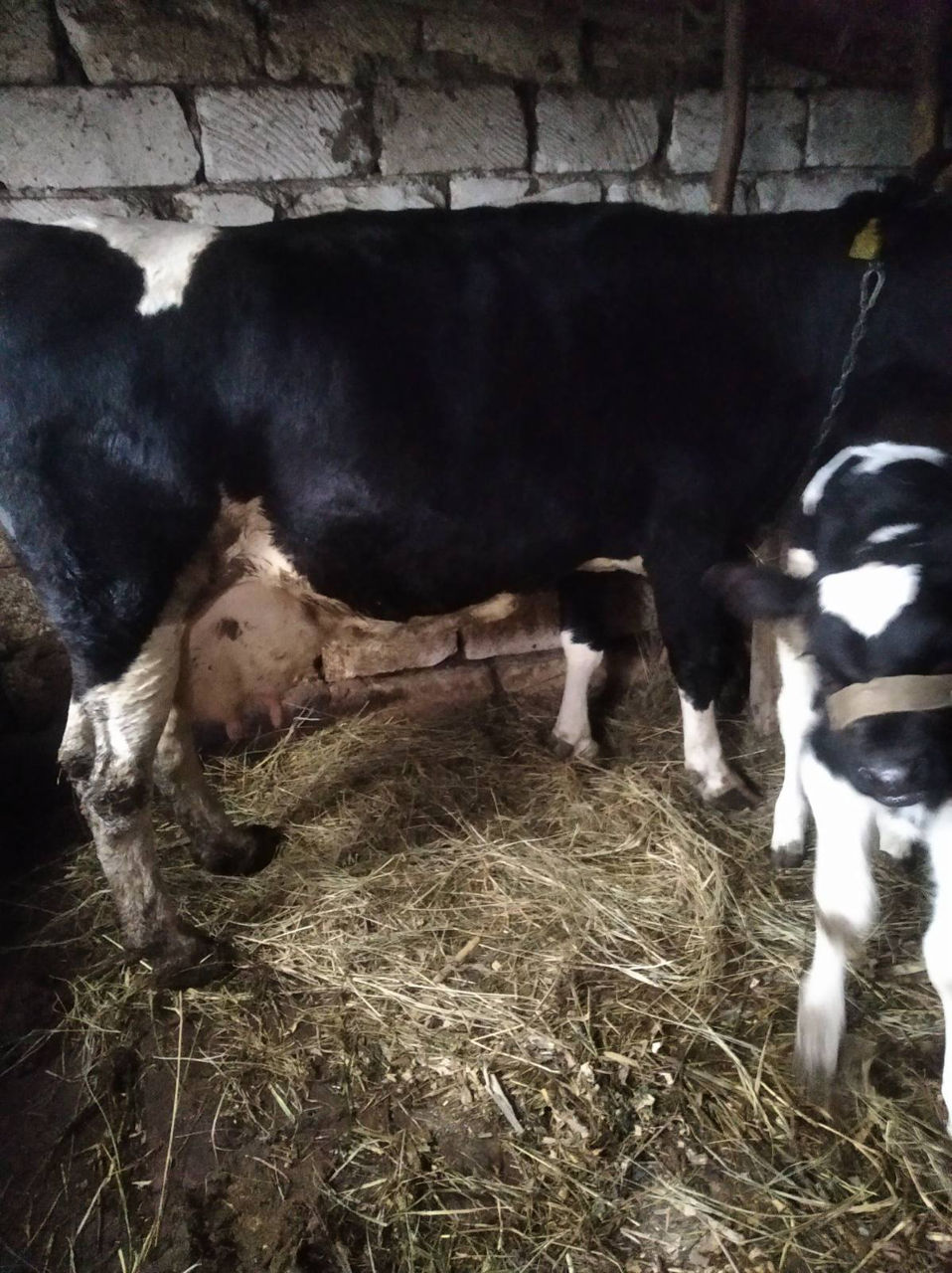 Vand vaca cu tot cu vitel