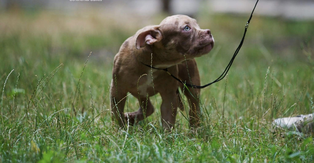 American Bully micro merle
