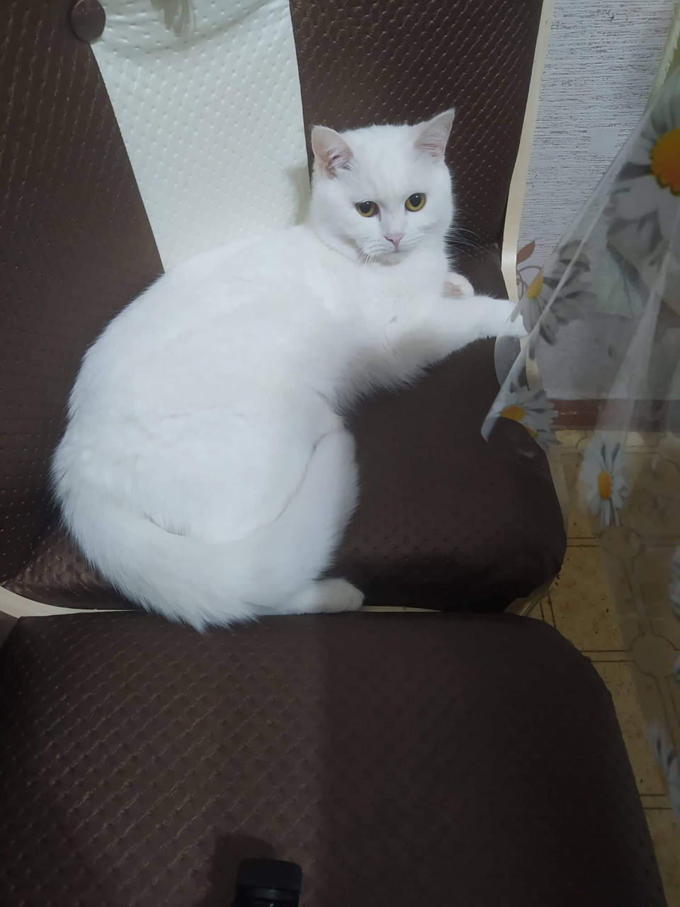 Pisica ,rasa scotish,