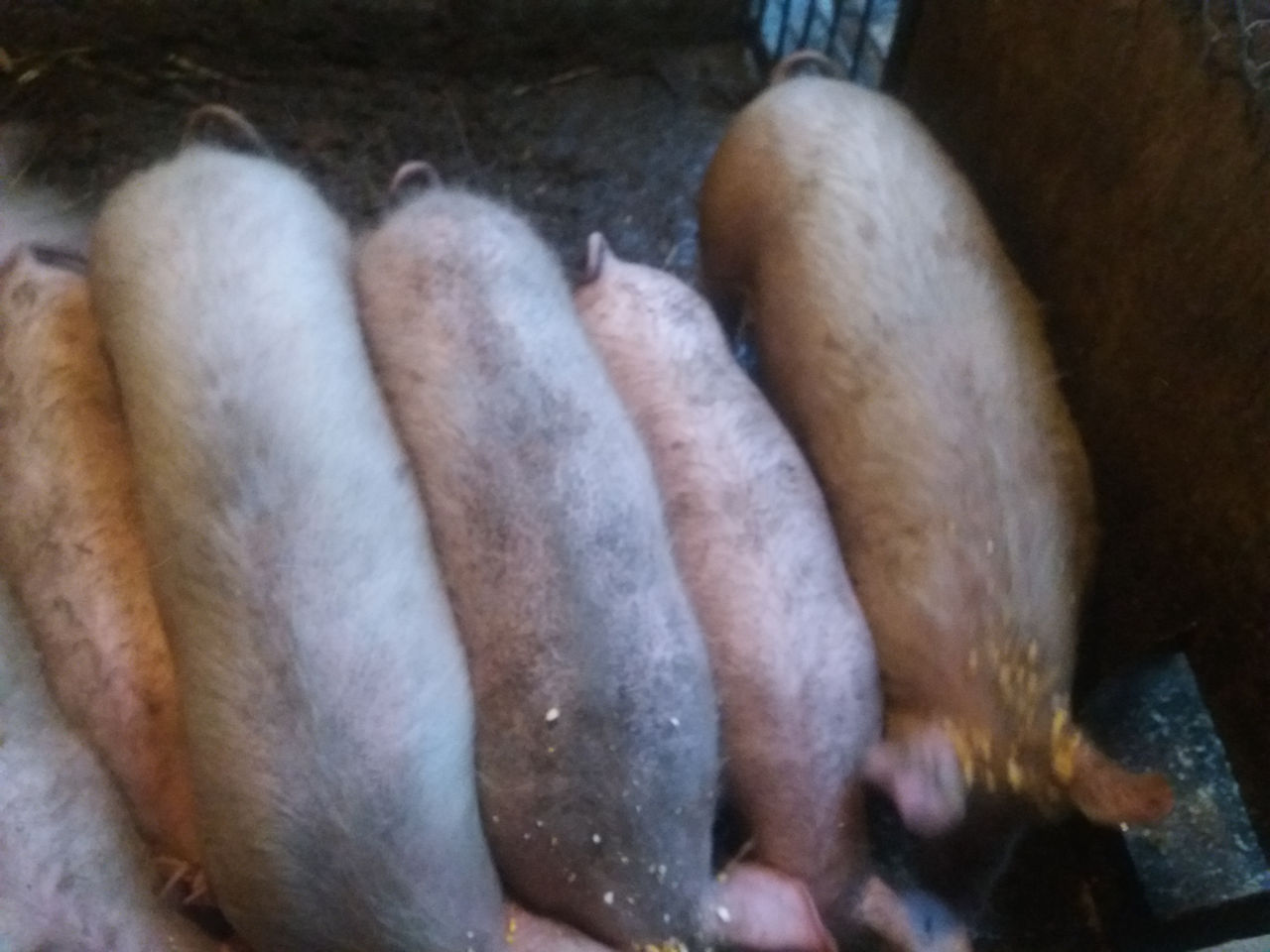 Vind porc mare de la 80 140 kg