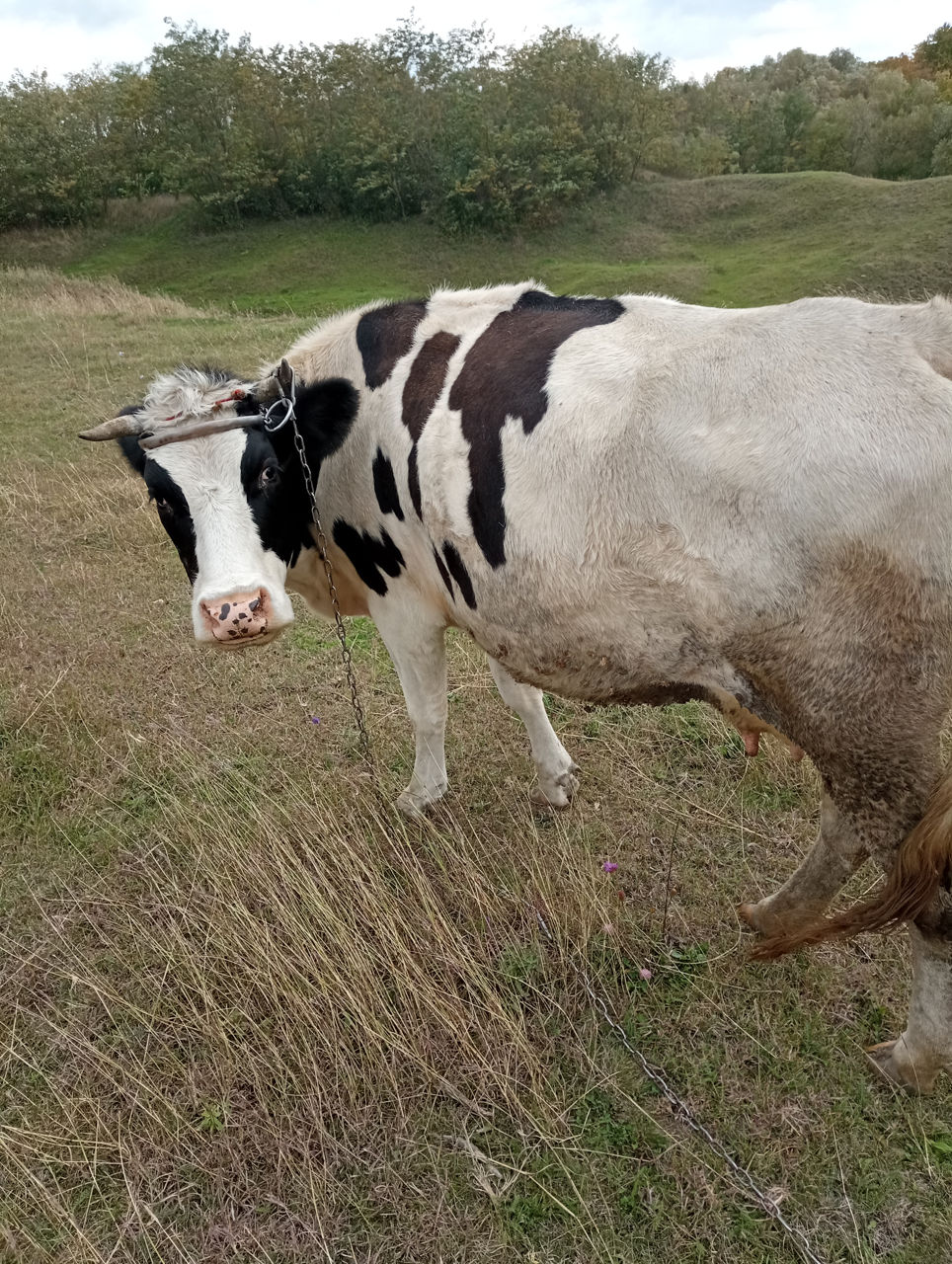 Vind 2 vaci mulgatoare