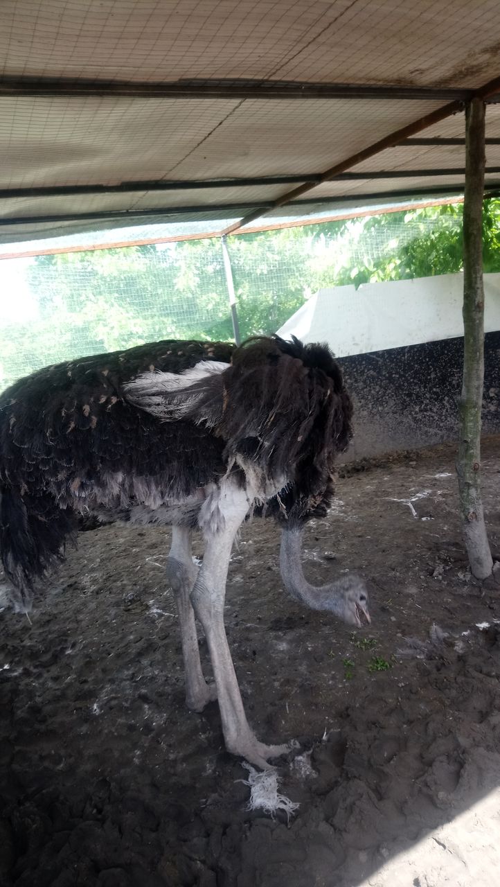 Schimb strut mascul pe femela