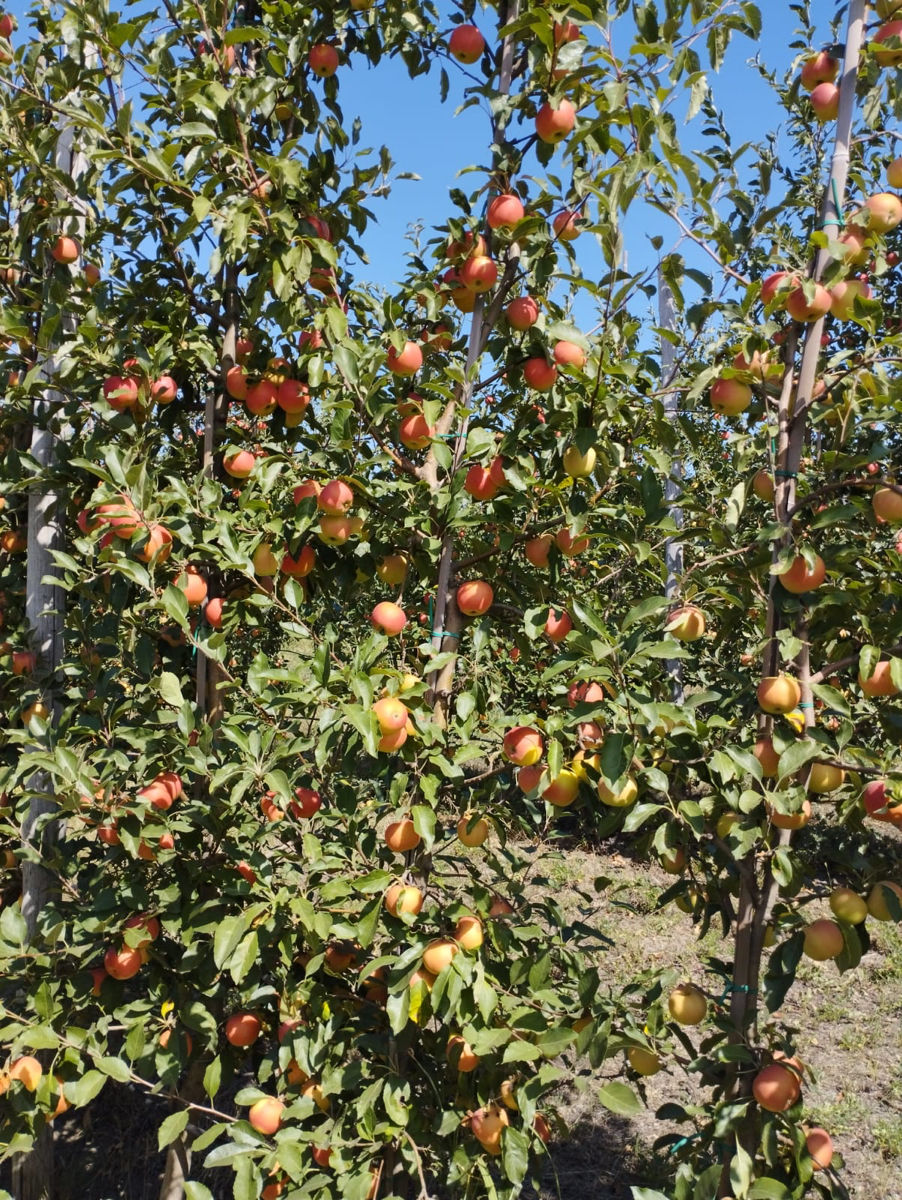 Vând mere Gala Must