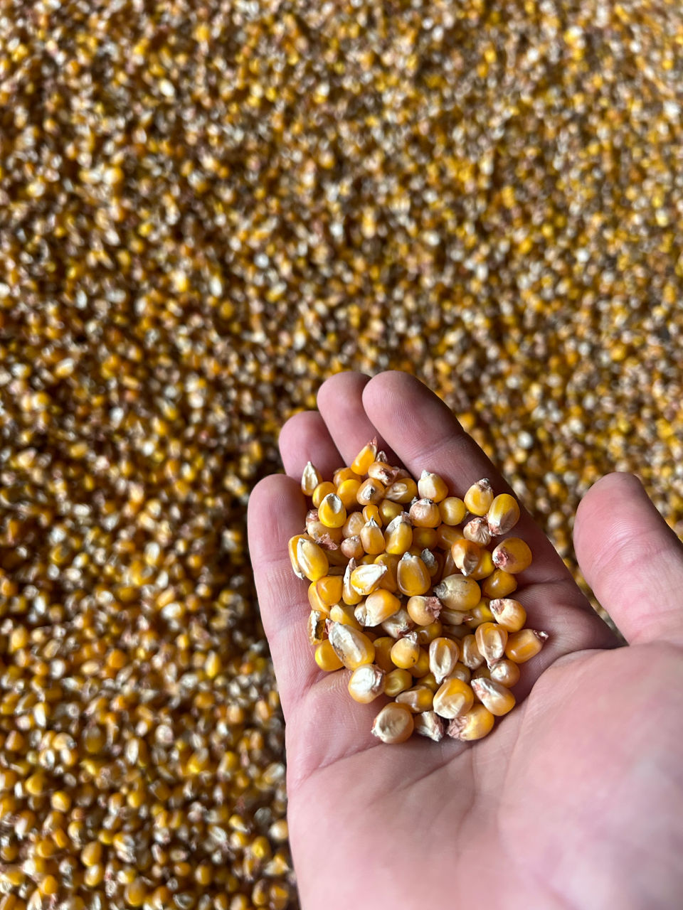 Vand porumb - Sticlos